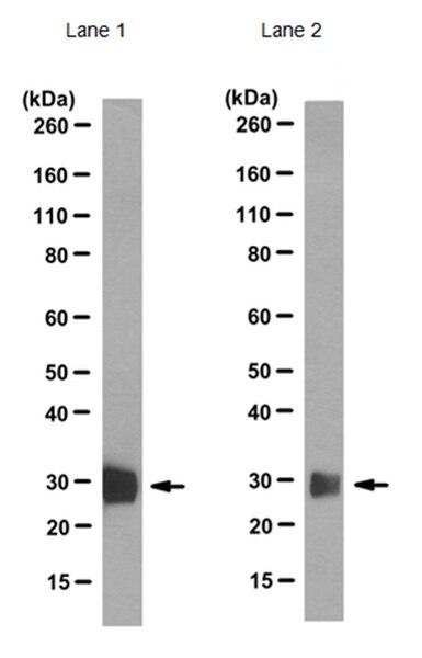 Anti-ASF-1 Antibody, clone AK-96 | MABE936